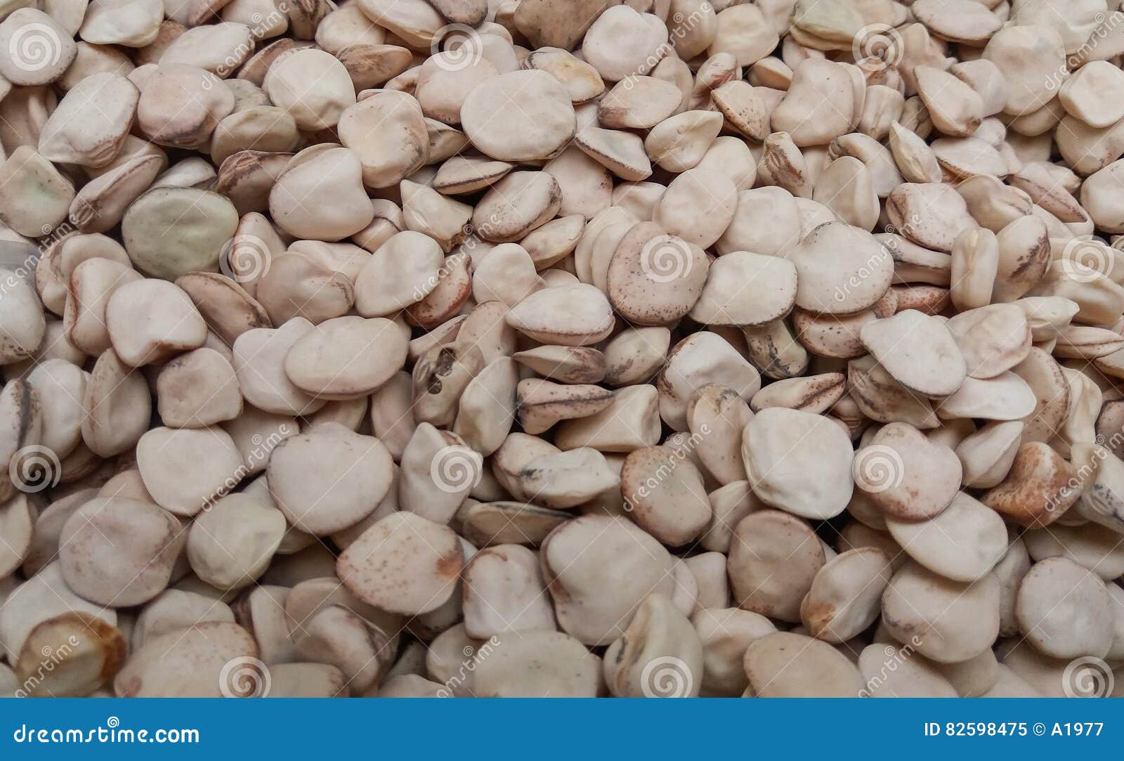 Lathyrus Sativus, Also Known As Grass Pea, Indian Pea, White Vetch, Is ...