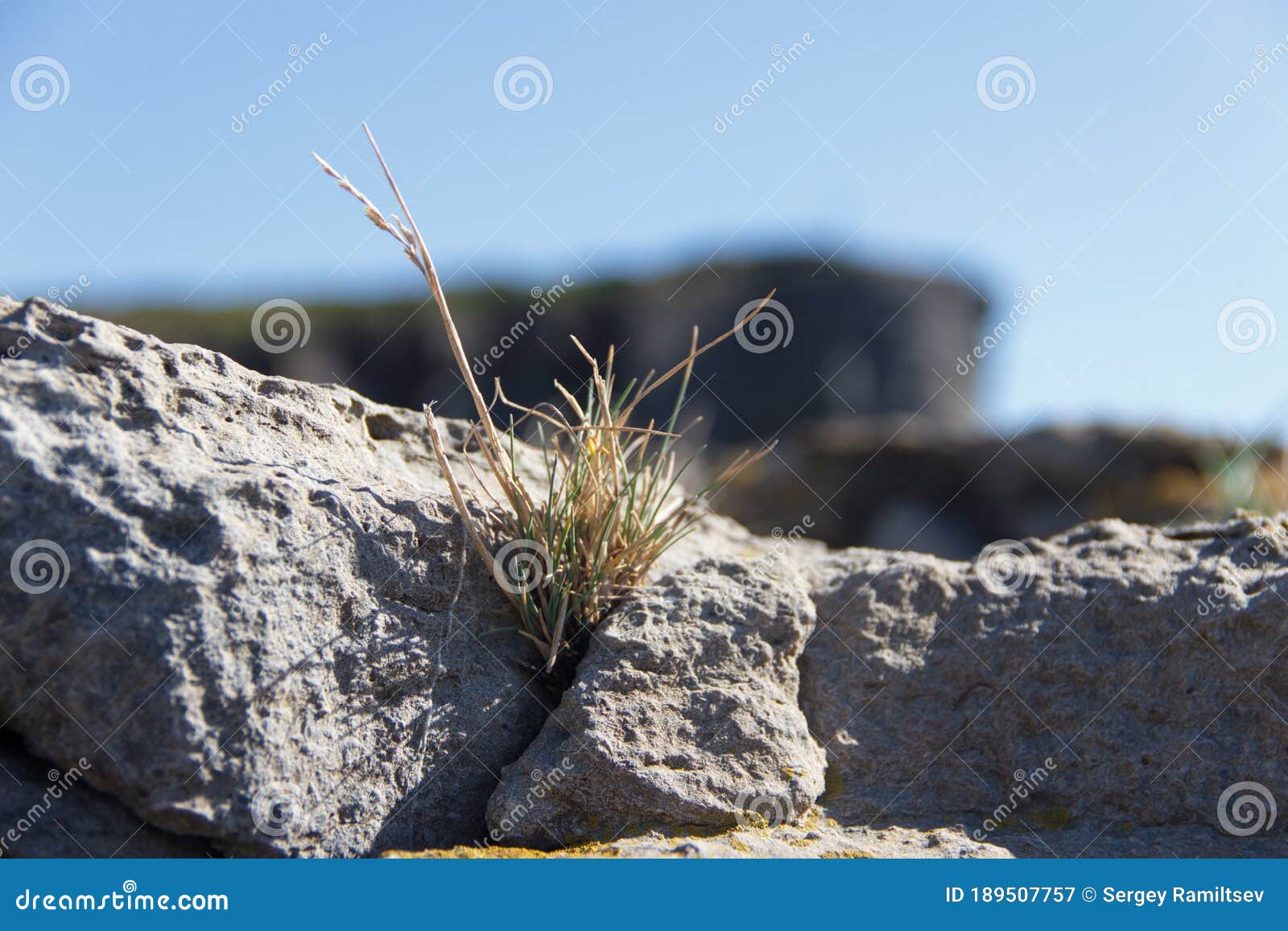 Grass Persistently Growing through a Barren Stone Stock Image - Image ...