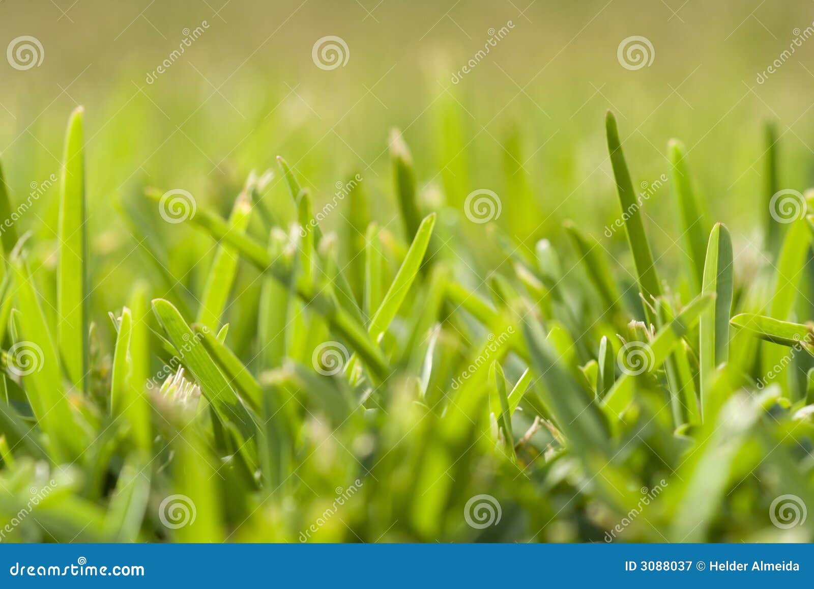 Grass Perspective (soft Focus) Stock Image - Image of gardening ...