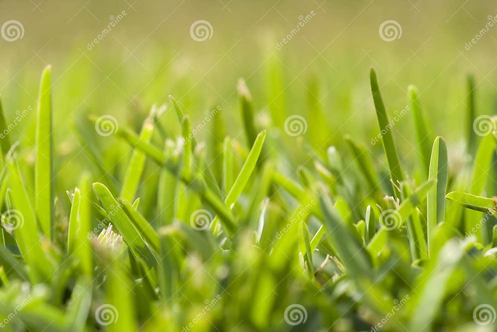 Grass Perspective (soft Focus) Stock Image - Image of gardening ...