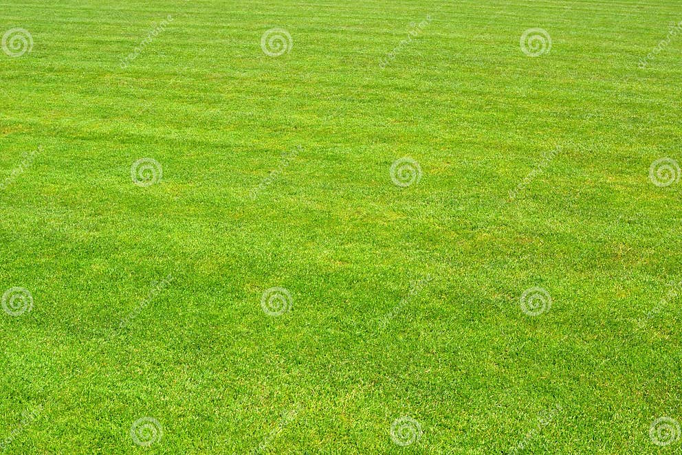 Grass - perspective - 9698 stock photo. Image of perspective - 95531396