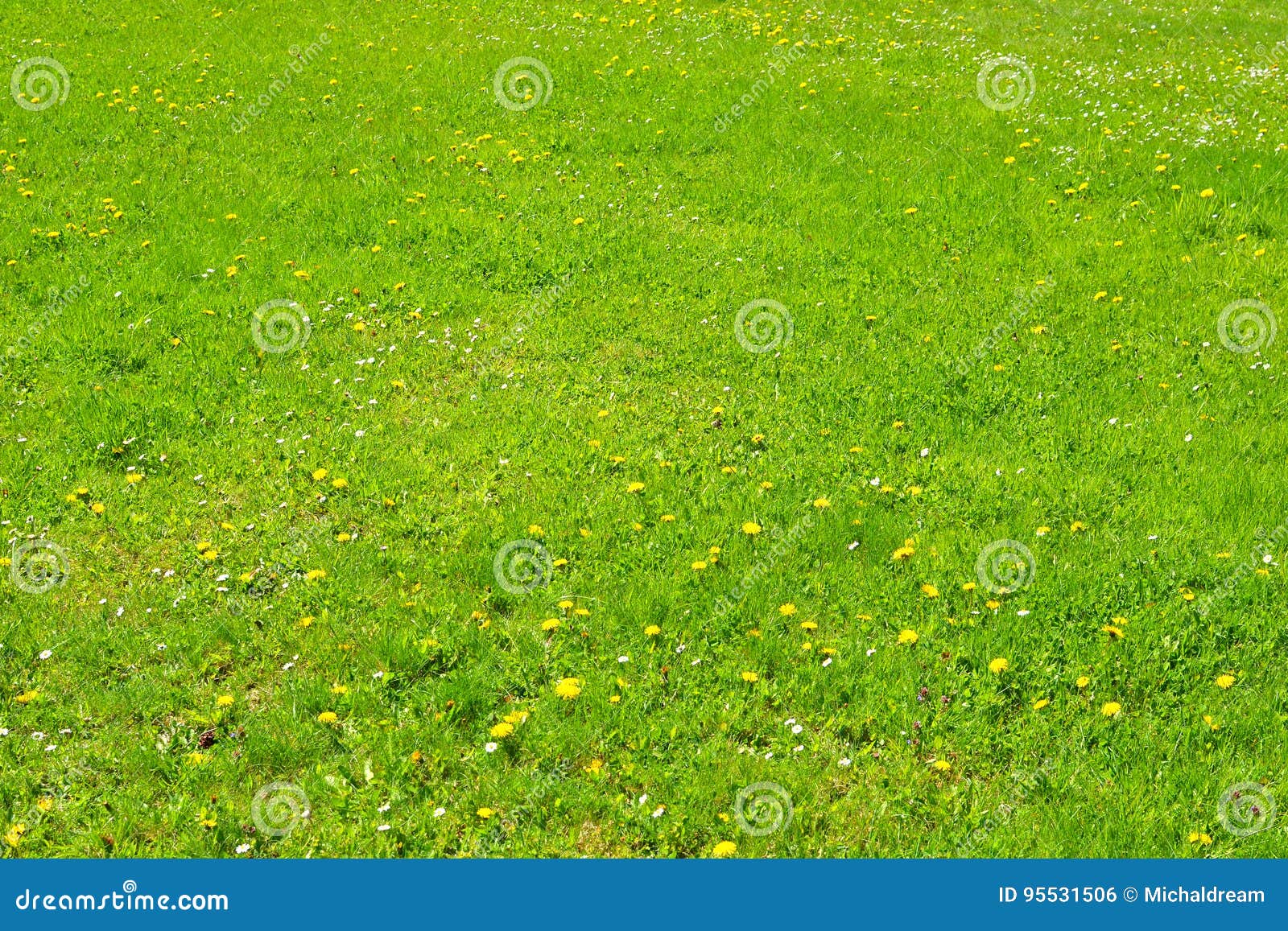 Grass - perspective - 9624 stock photo. Image of grass - 95531506