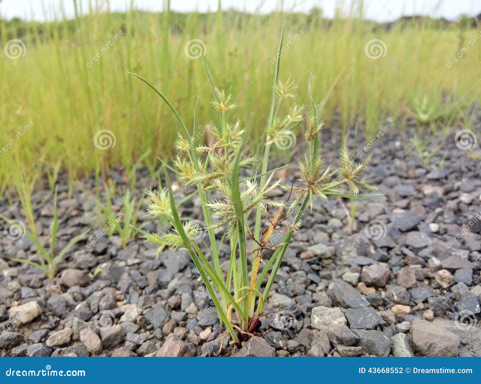 Grass stock photo. Image of camera, shot, gionee, elife - 43668552