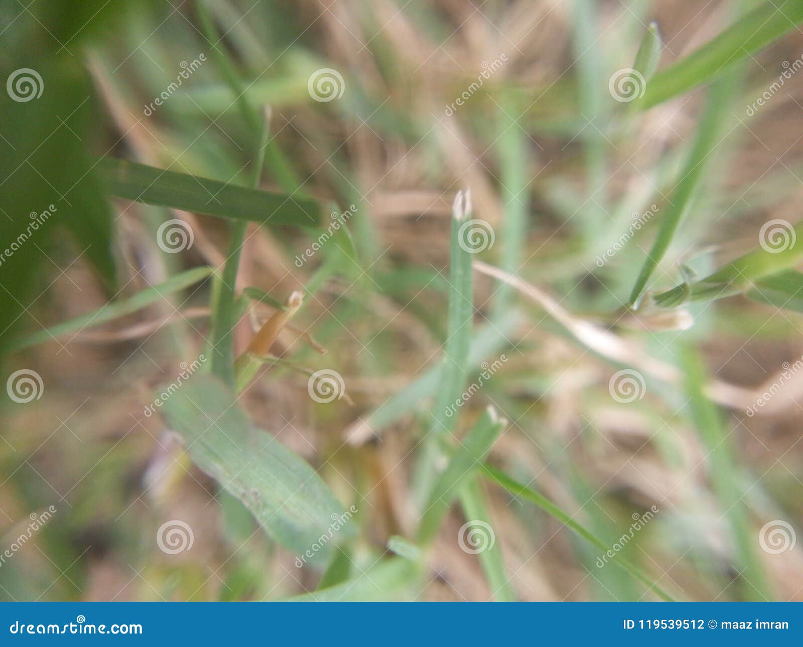 Grass pic stock photo. Image of grass, distance, inch - 119539512