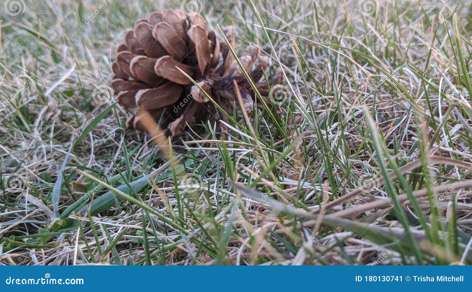 Grass Pine Ground Nature Growing Stock Image - Image of grass, growing ...