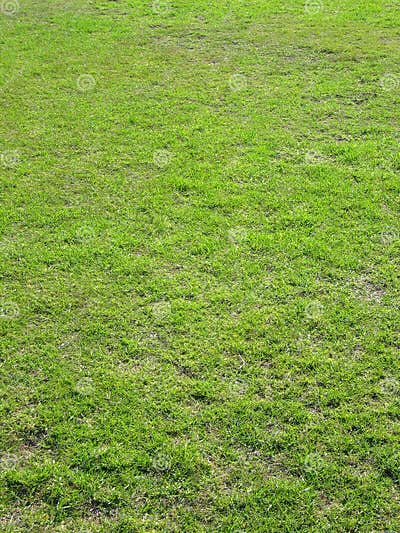 Grass pitch texture stock photo. Image of field, outdoor - 756758