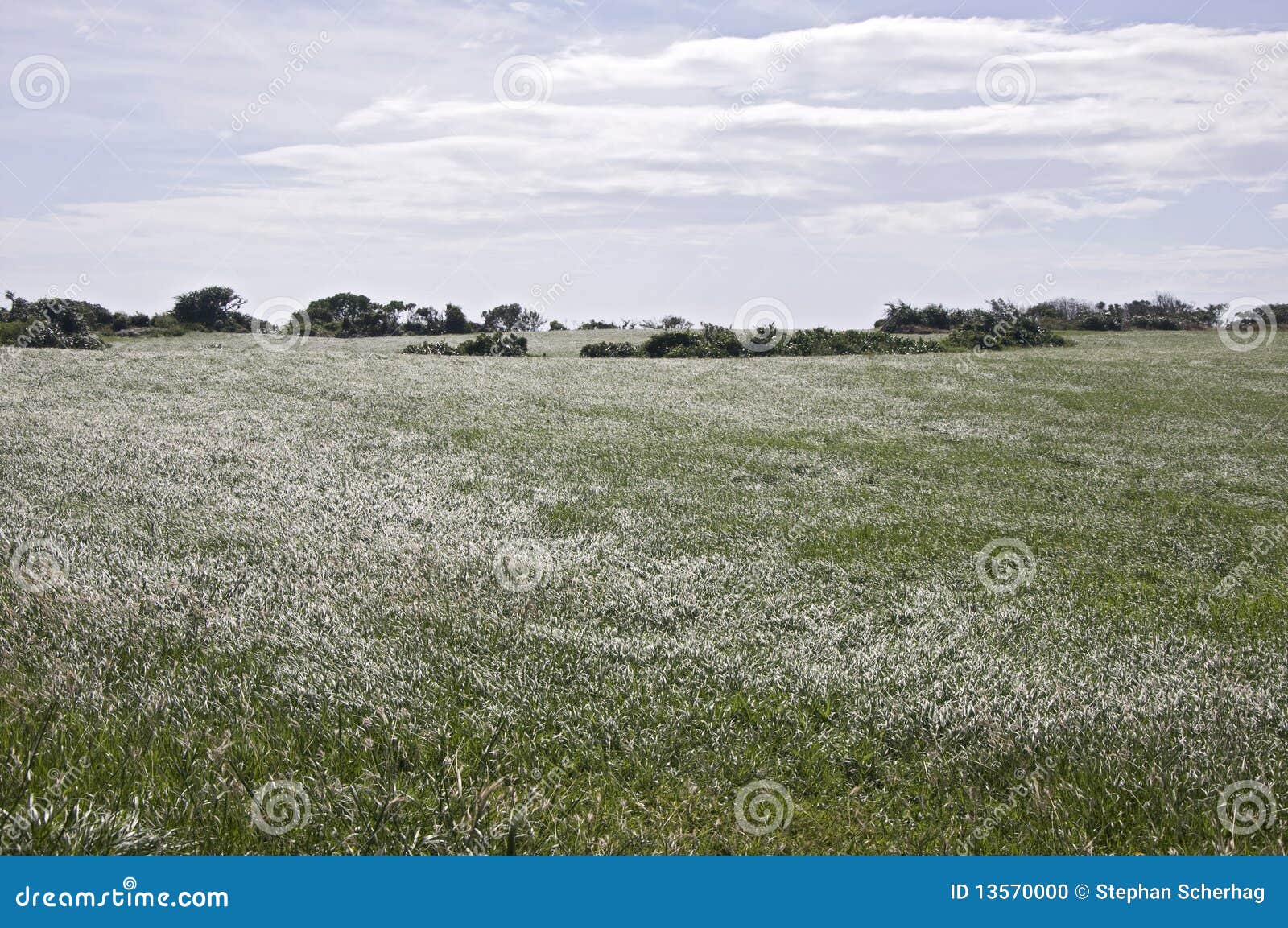 Grass Plain, Taiwan stock photo. Image of green, plant - 13570000