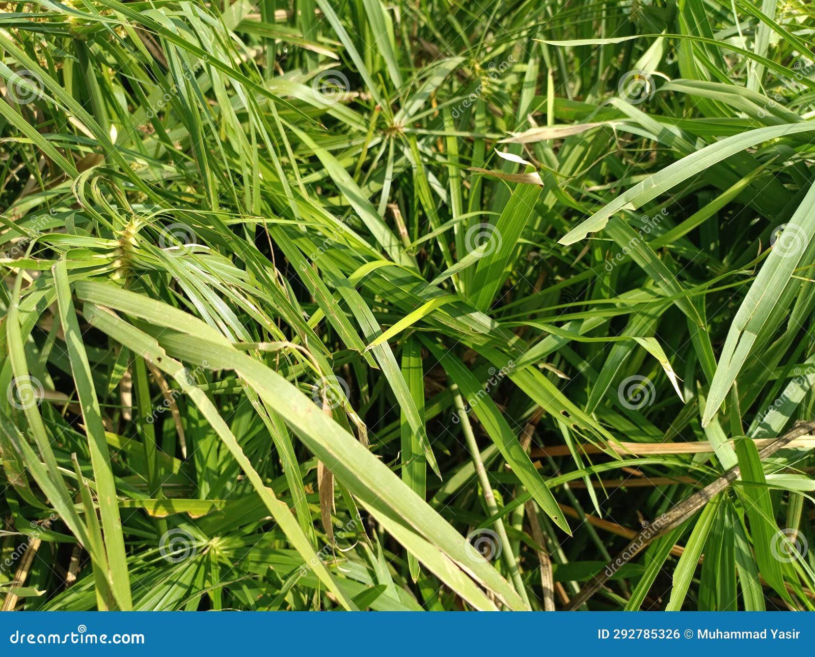 A Grass Plant that Has Long Leaves Stock Photo - Image of food, grass ...