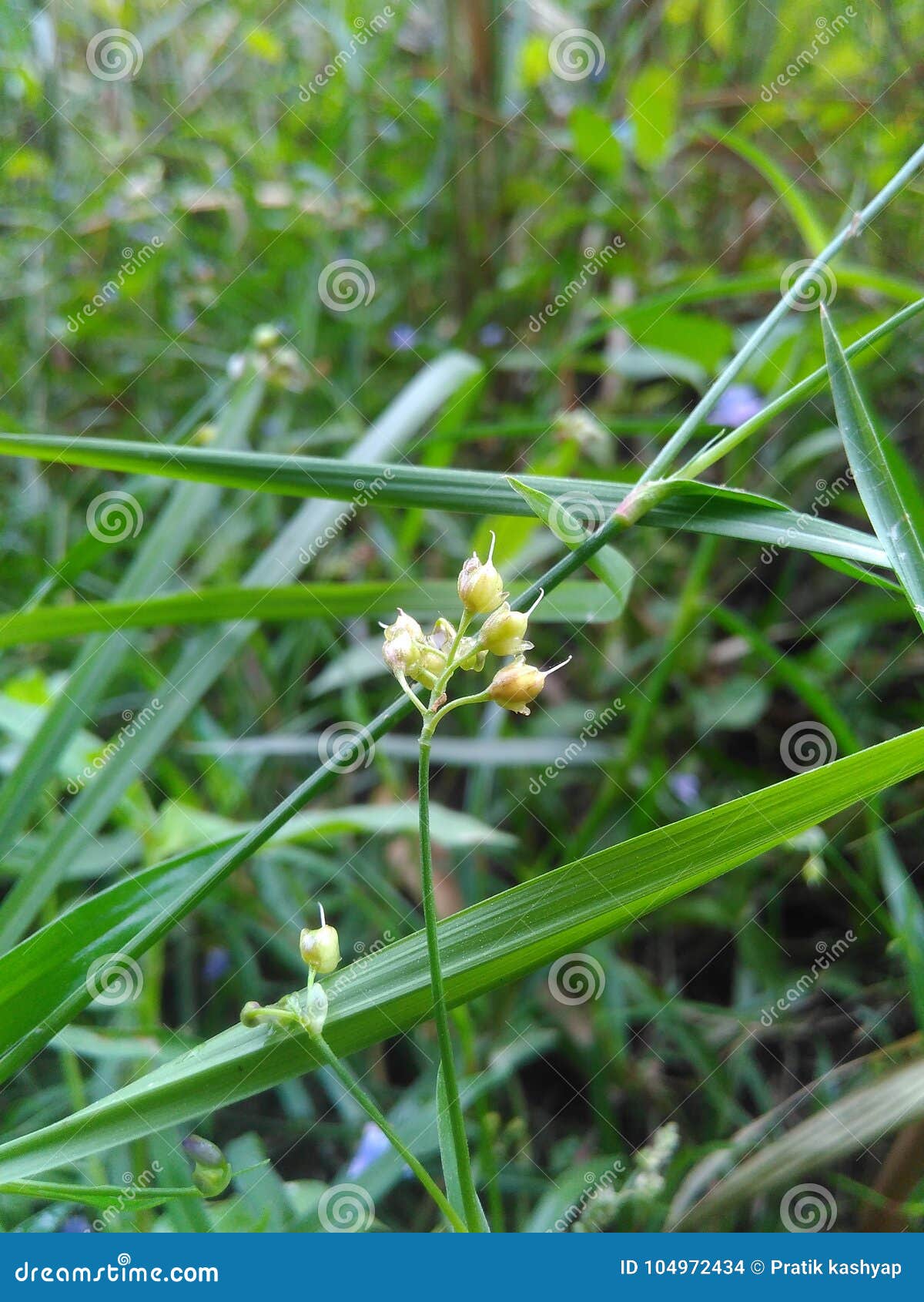 Grass plant stock photo. Image of small, plant, grass - 104972434