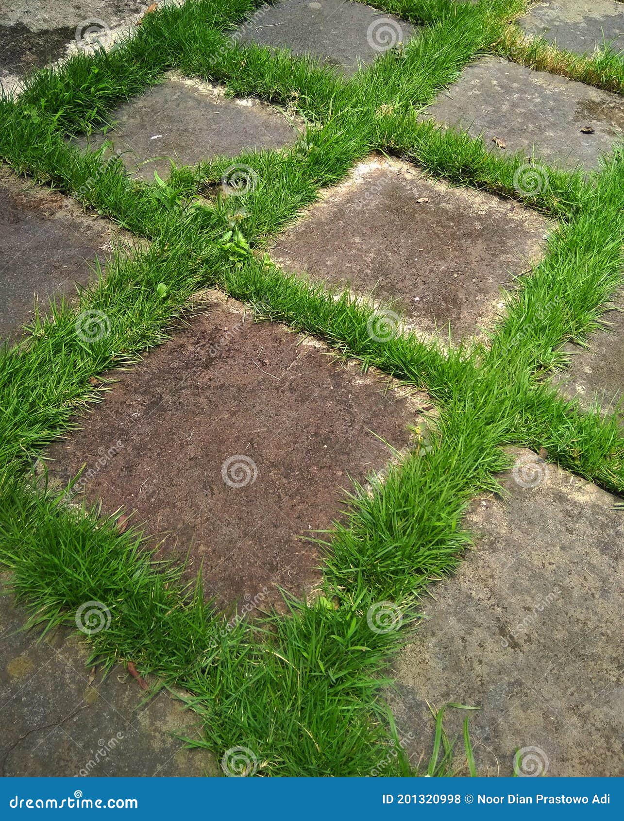 The Grass Planted is Patterned Stock Photo - Image of patterned, green ...
