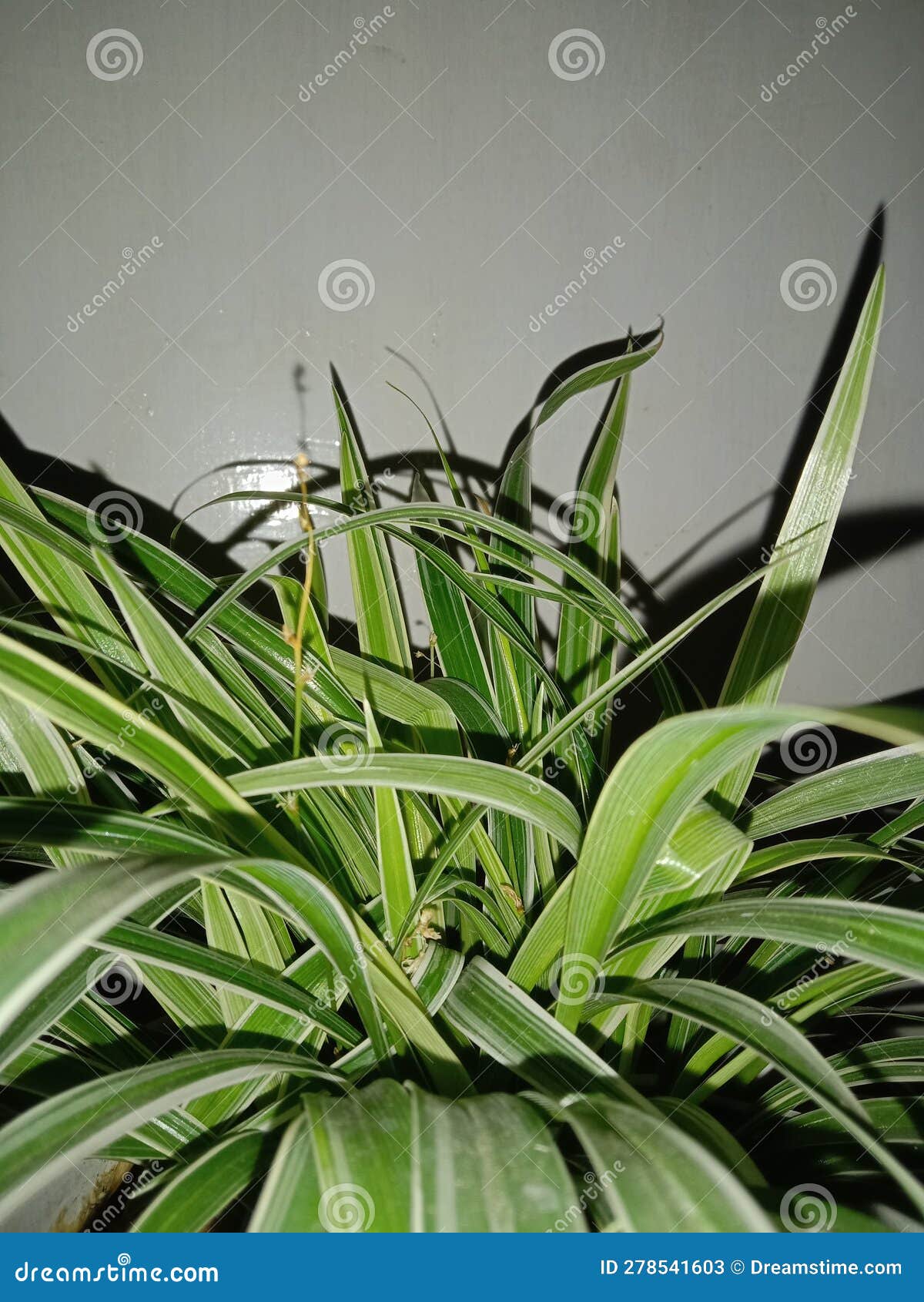 The Grass Plants at Night are Very Lush Stock Image - Image of plants ...