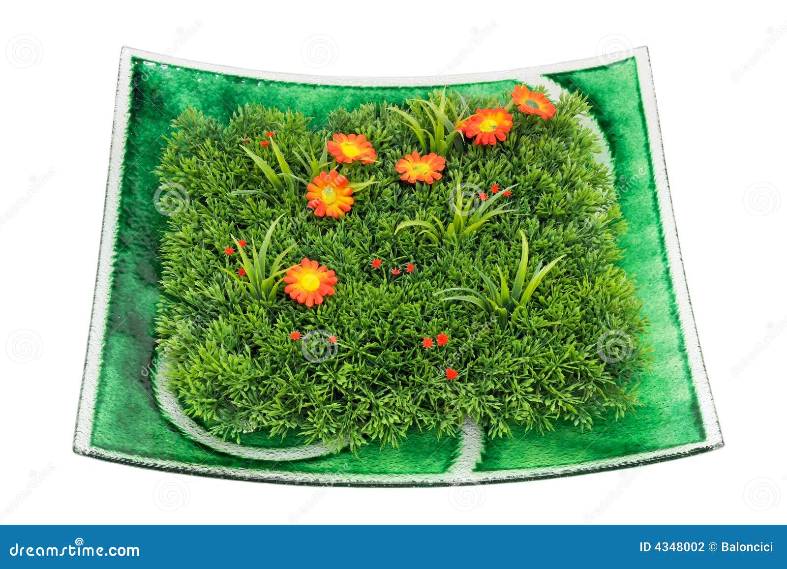 Grass in plate stock photo. Image of green, vegetation - 4348002
