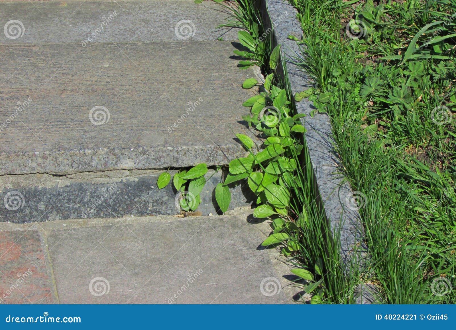 The grass on the plates stock image. Image of plate, leaves - 40224221