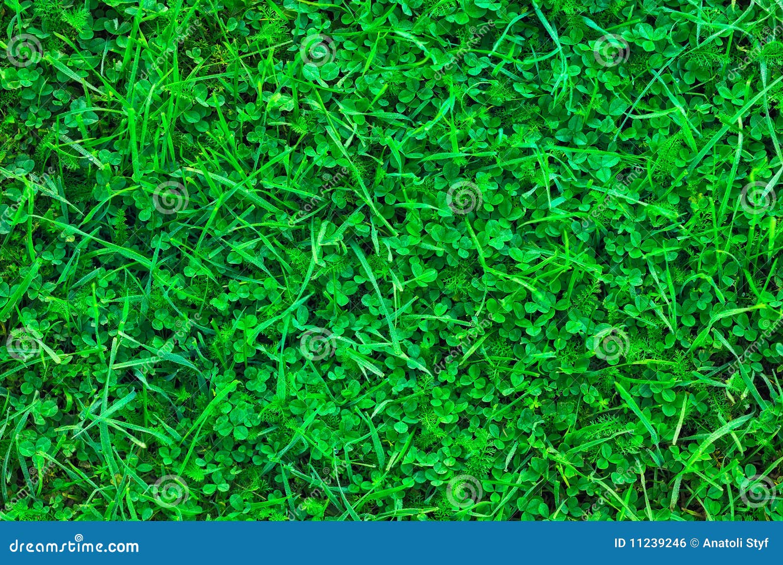 Grass-Plot stock photo. Image of botanical, land, countryside - 11239246