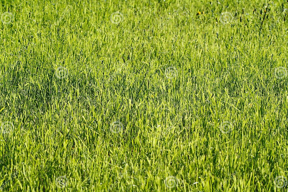 Grass-plot stock photo. Image of freshness, close, shadow - 11740894
