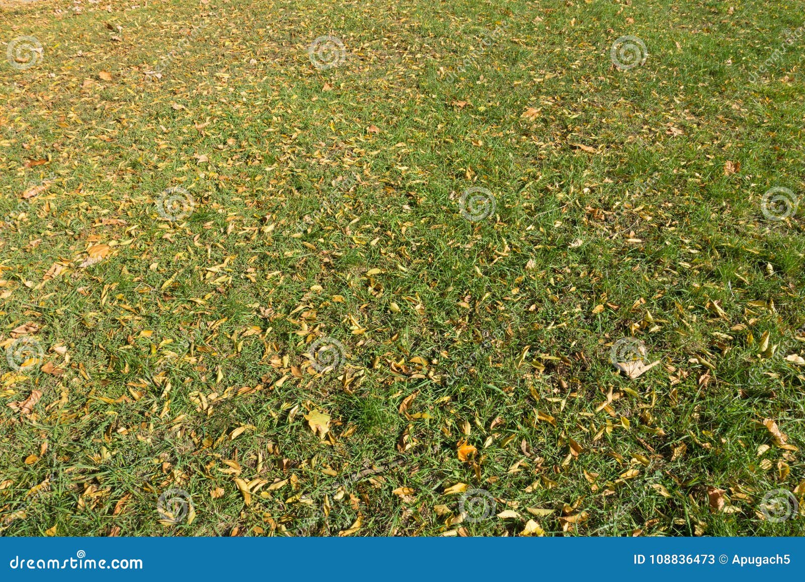 Grass Plot Covered With Fallen Leaves Stock Image Image Of Grass