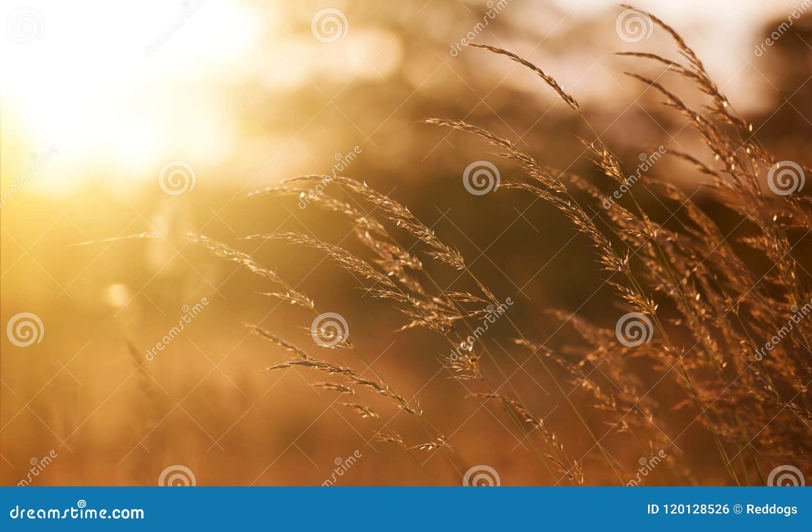 Grass and Pollen in the Blowing Wind Stock Photo - Image of meadow ...