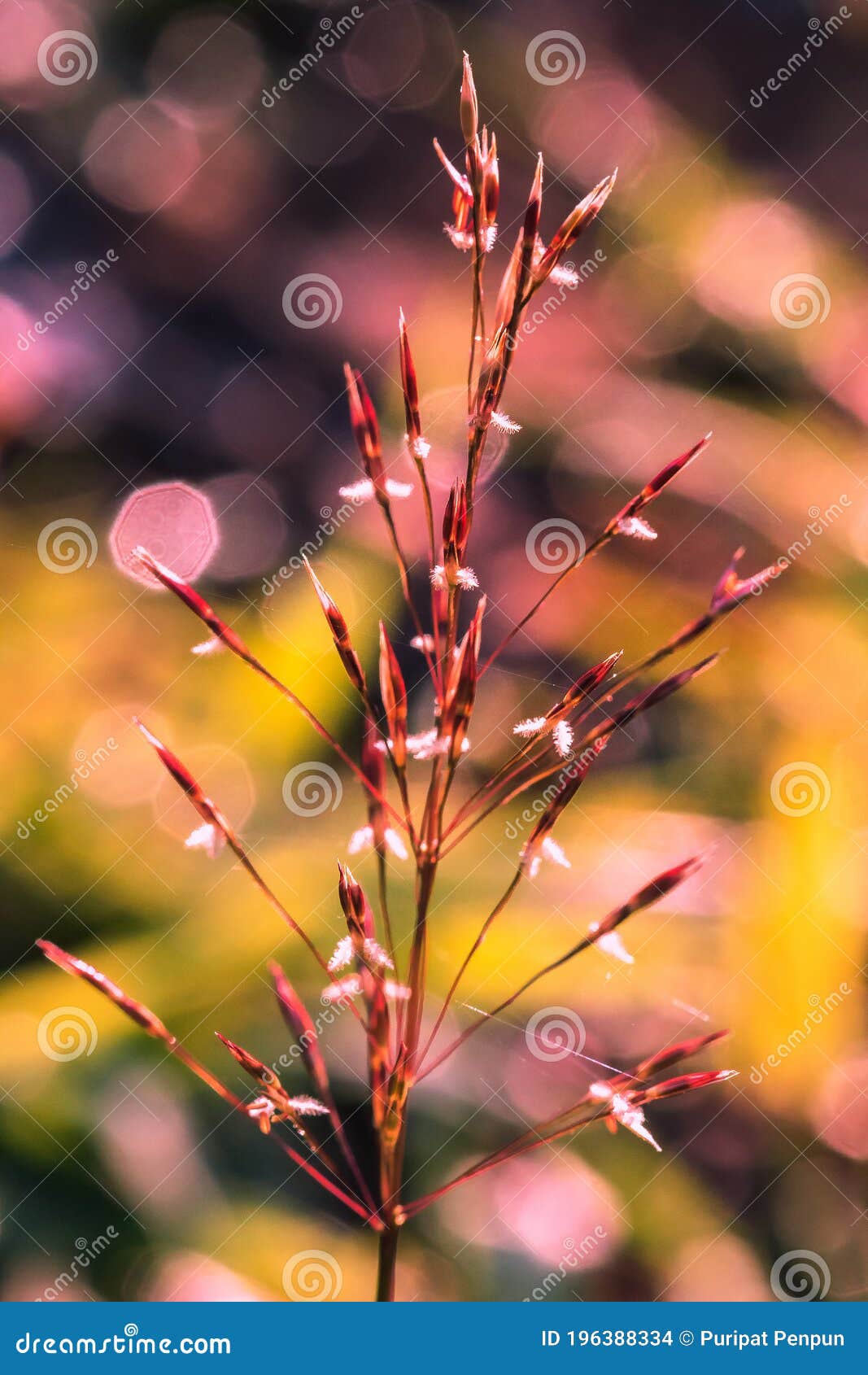 Grass Pollen in Nature in the Morning Stock Photo - Image of mist ...