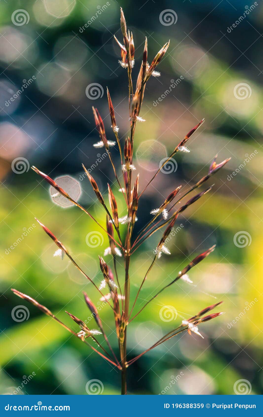 Grass Pollen in Nature in the Morning Stock Image - Image of closeup ...