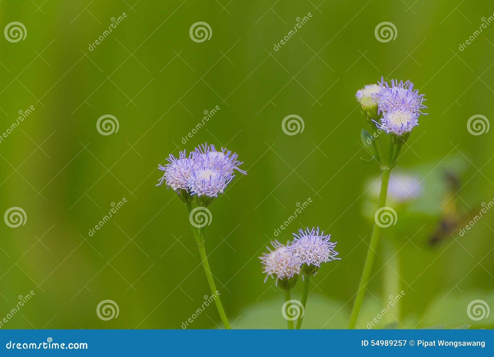 Grass pollen purple stock image. Image of pollen, pollination - 54989257