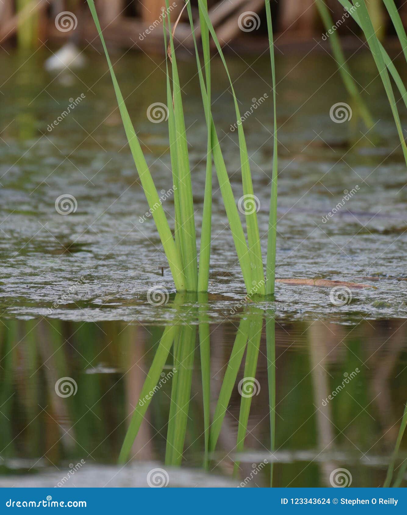 Grass in the pond stock photo. Image of still, pond - 123343624