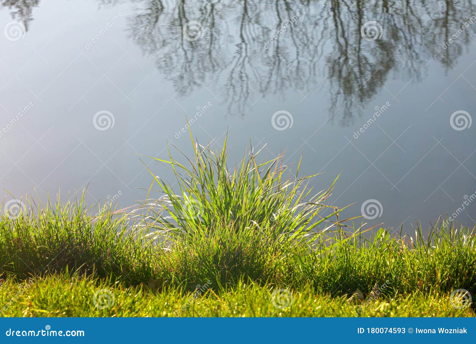 Grass by the pond stock image. Image of nature, leaves - 180074593