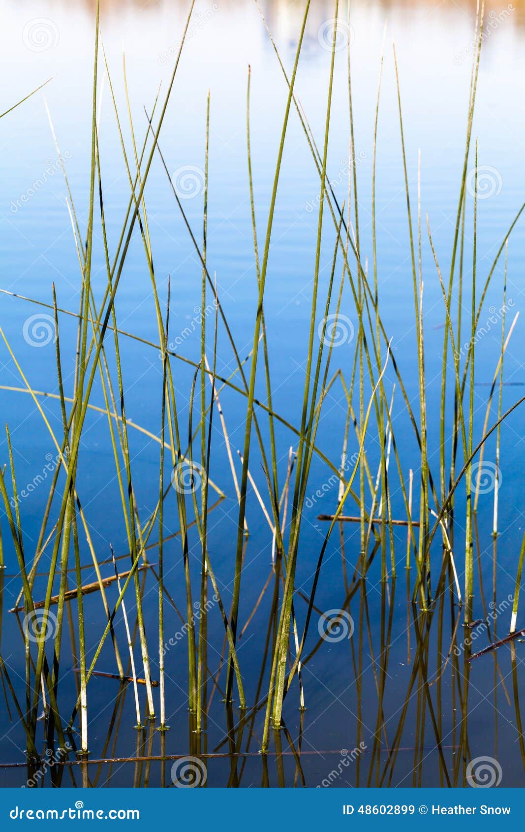 Grass in Pond stock image. Image of swamp, pond, reflective - 48602899