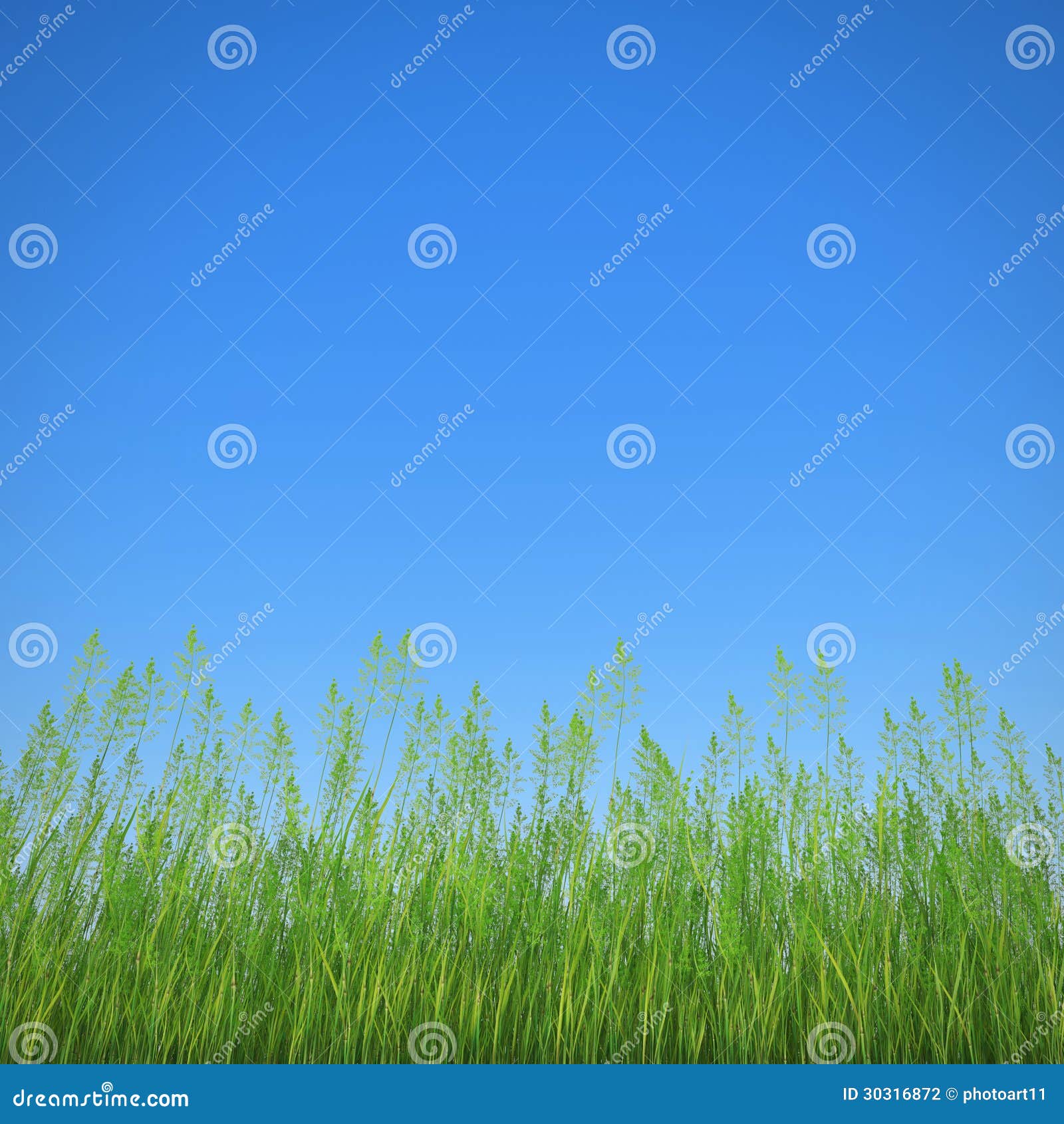 Grass and sky stock photo. Image of close, view, blue - 30316872