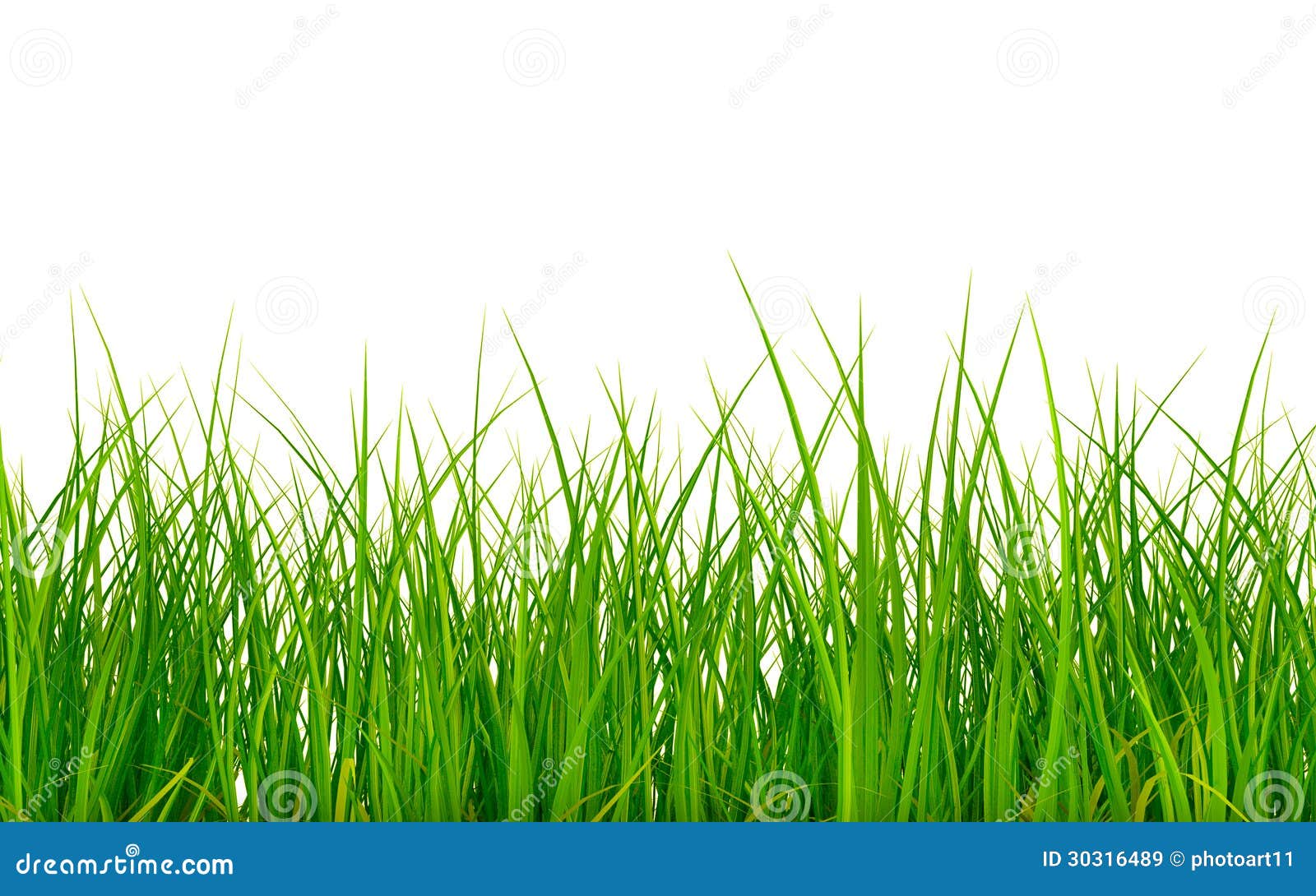 Grass stock image. Image of vegetation, close, white - 30316489