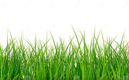 Grass stock image. Image of vegetation, close, white - 30316489