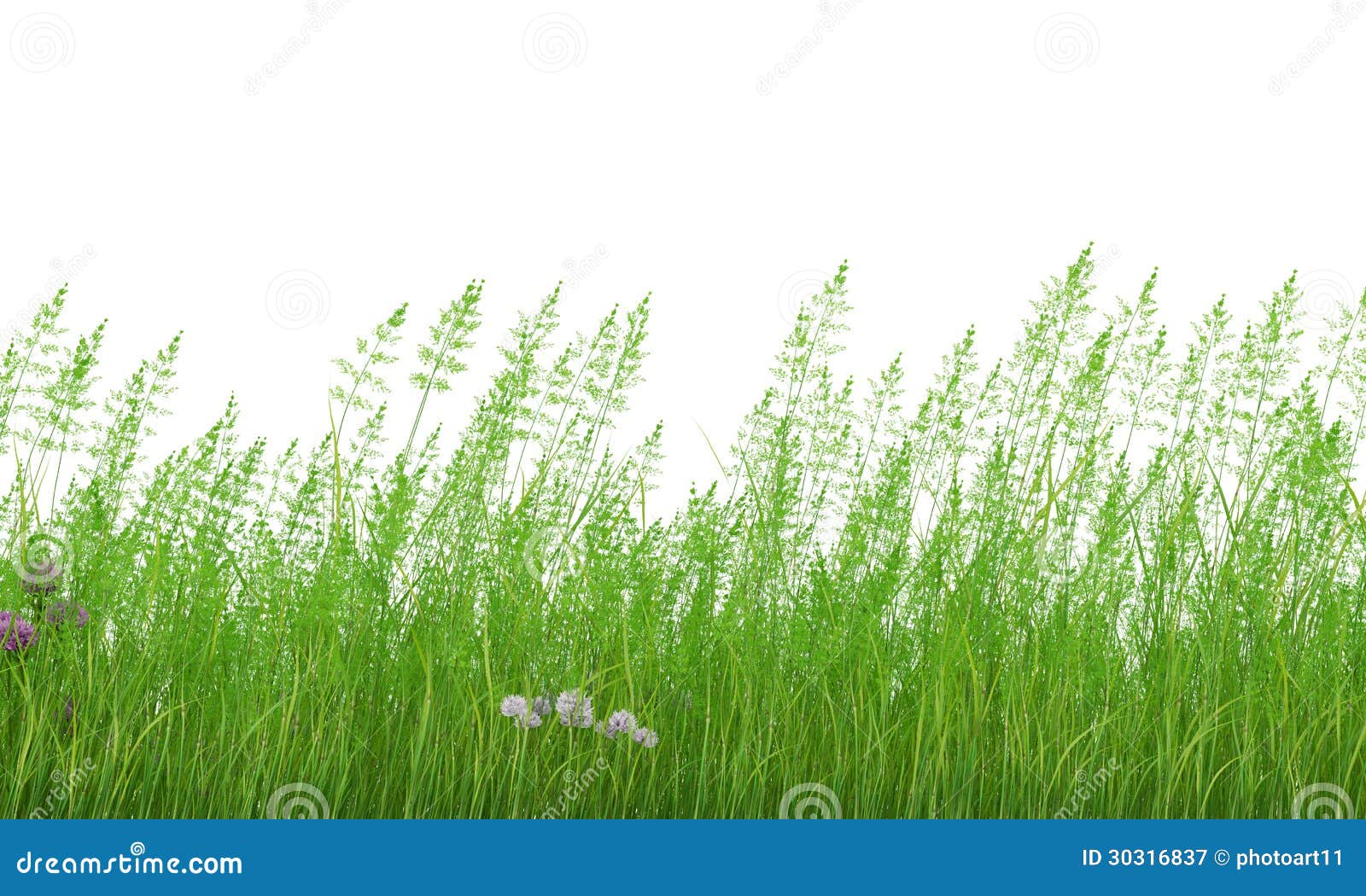 Grass stock image. Image of flora, summer, dense, nature - 30316837