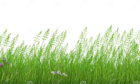 Grass stock image. Image of flora, summer, dense, nature - 30316837