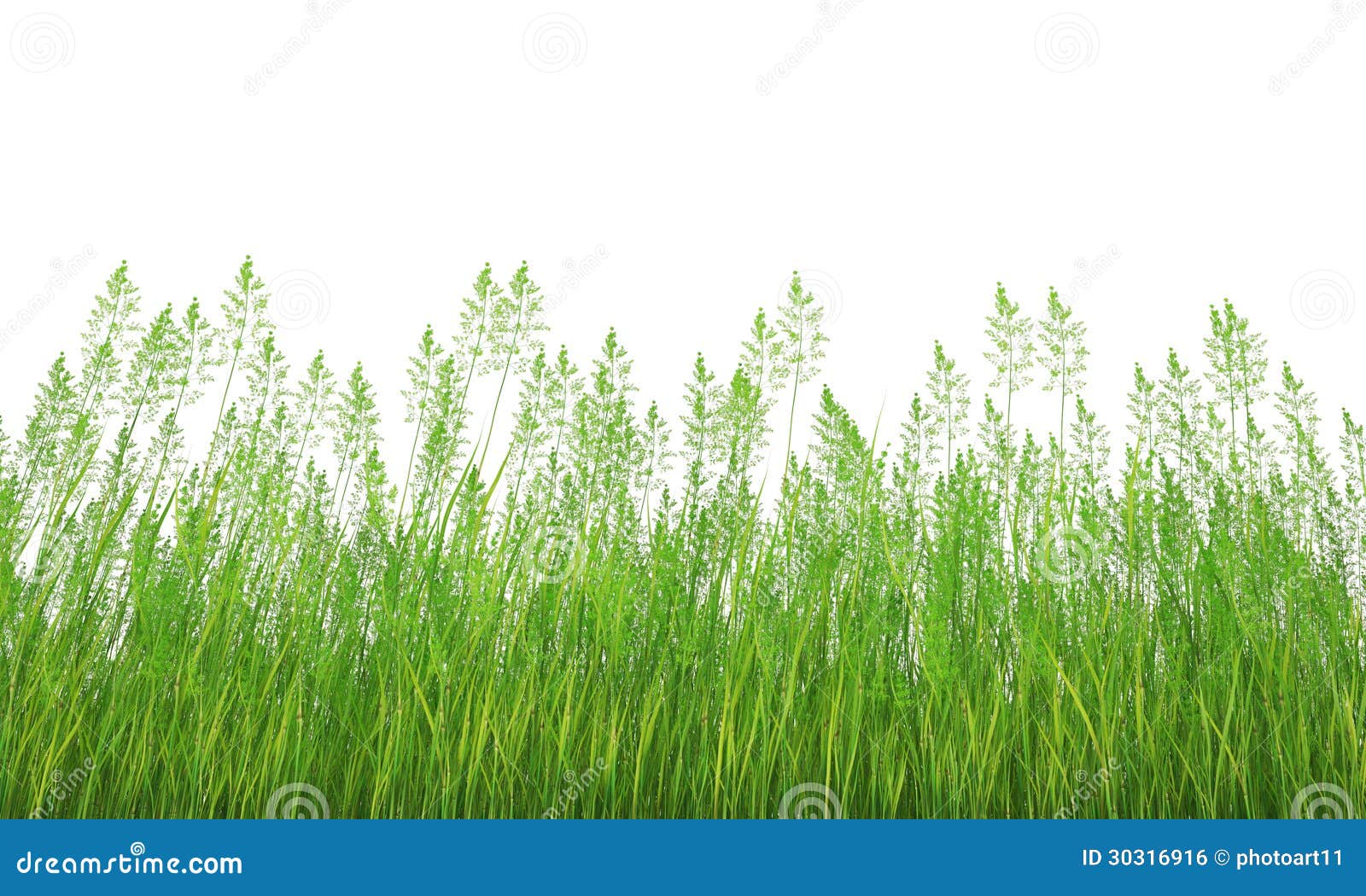 Grass stock illustration. Illustration of tall, white - 30316916