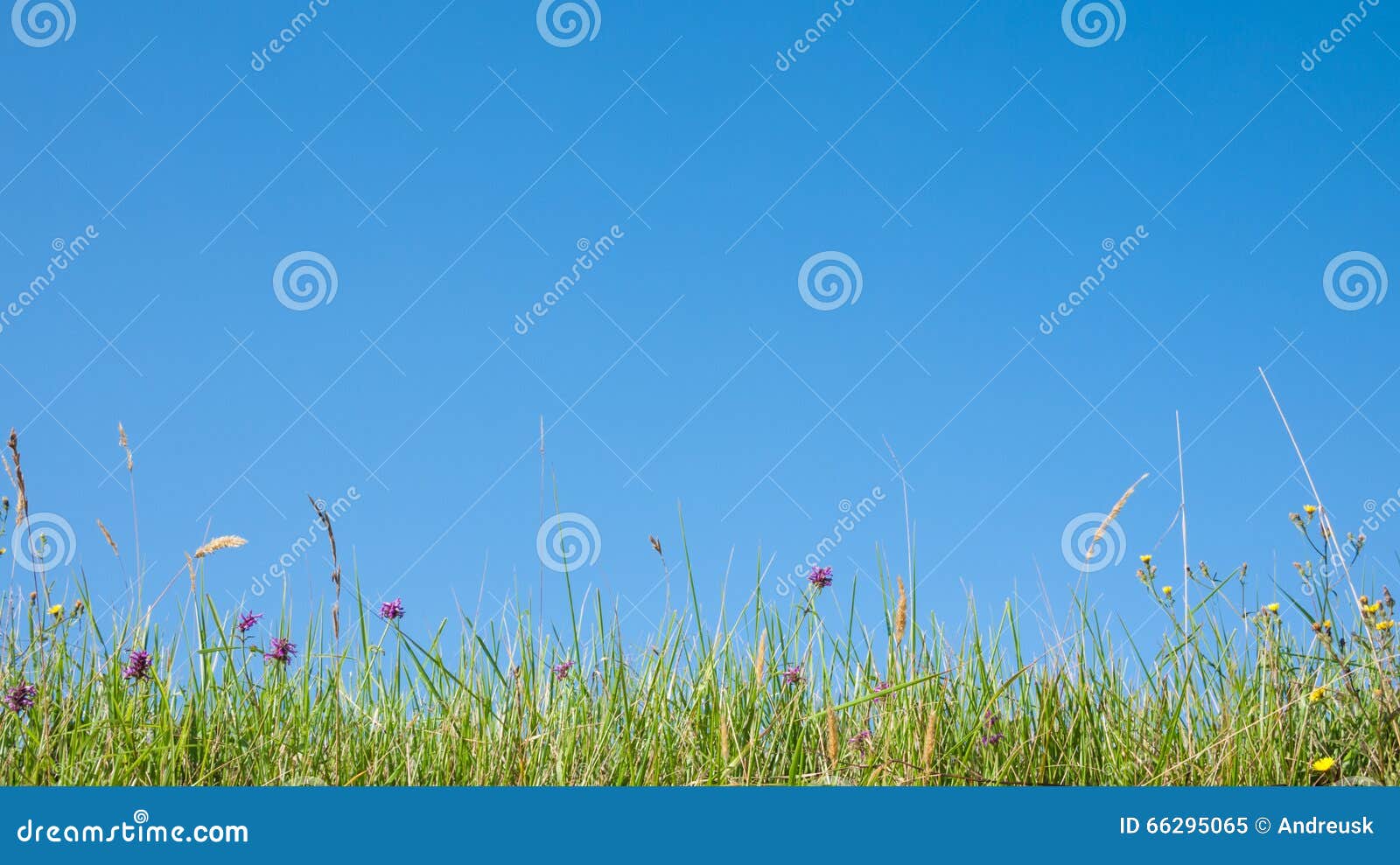 Grass profile and sky stock image. Image of spring, grass - 66295065