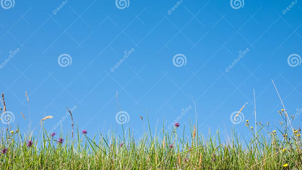Grass profile and sky stock image. Image of spring, grass - 66295065