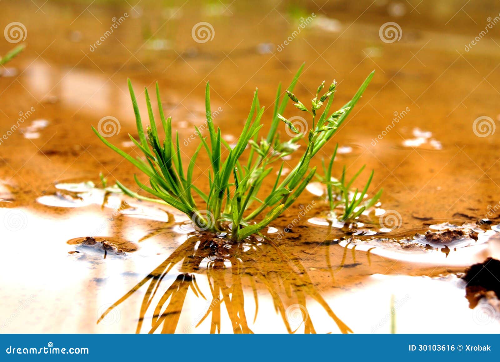 Grass in a pool stock photo. Image of dirty, plants, climate - 30103616