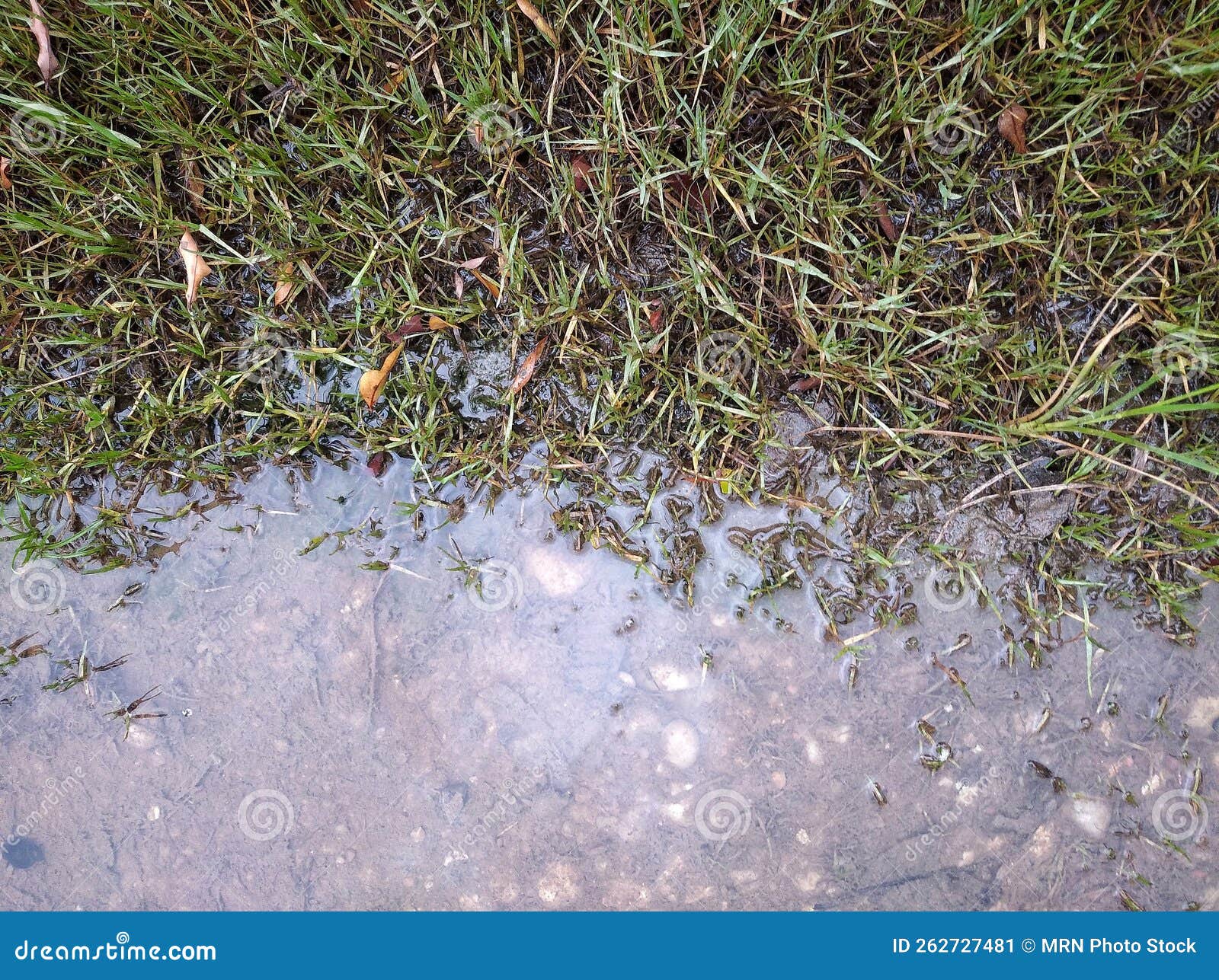 Grass in puddle of water stock image. Image of shrub - 262727481
