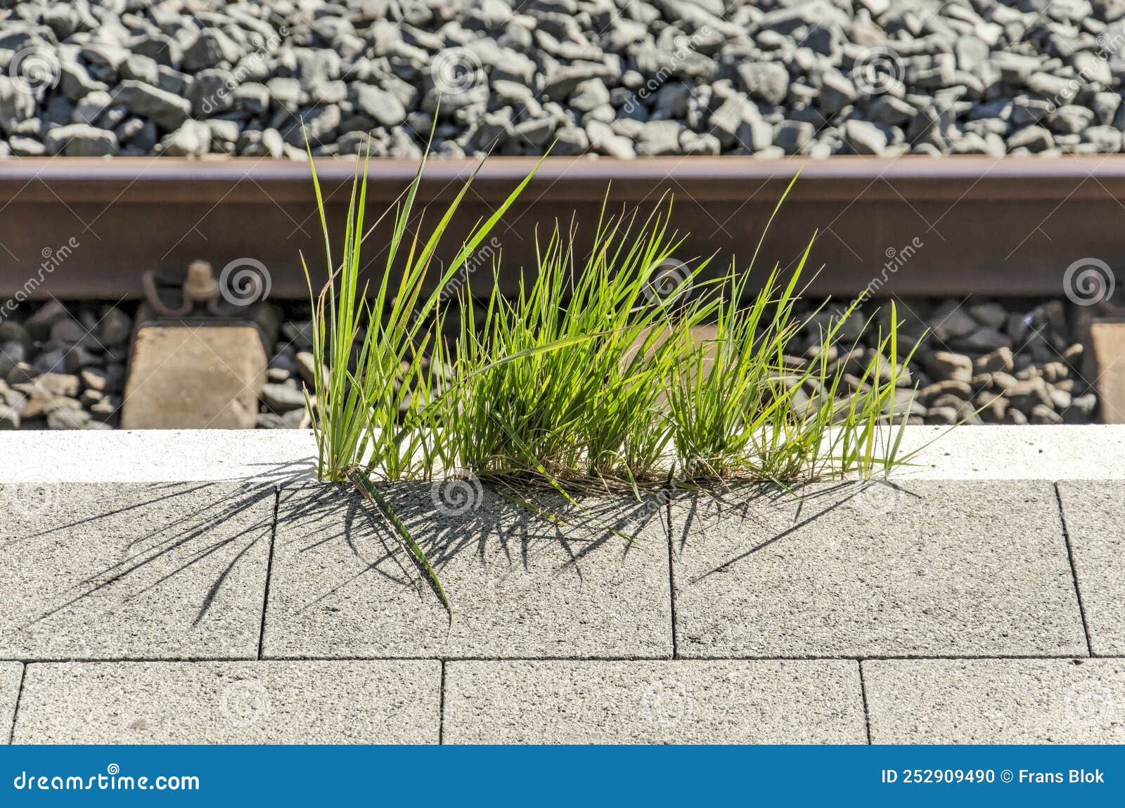 Grass on a Railway Platform Stock Photo - Image of grass, vegetation ...