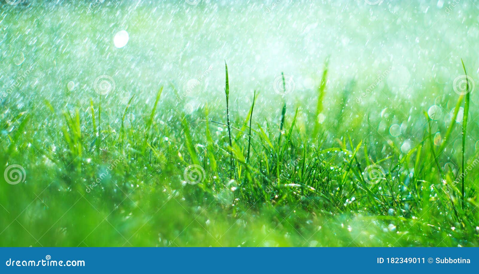 Grass With Rain Drops Watering Lawn Rain Blurred Grass Background With Water Drops Closeup