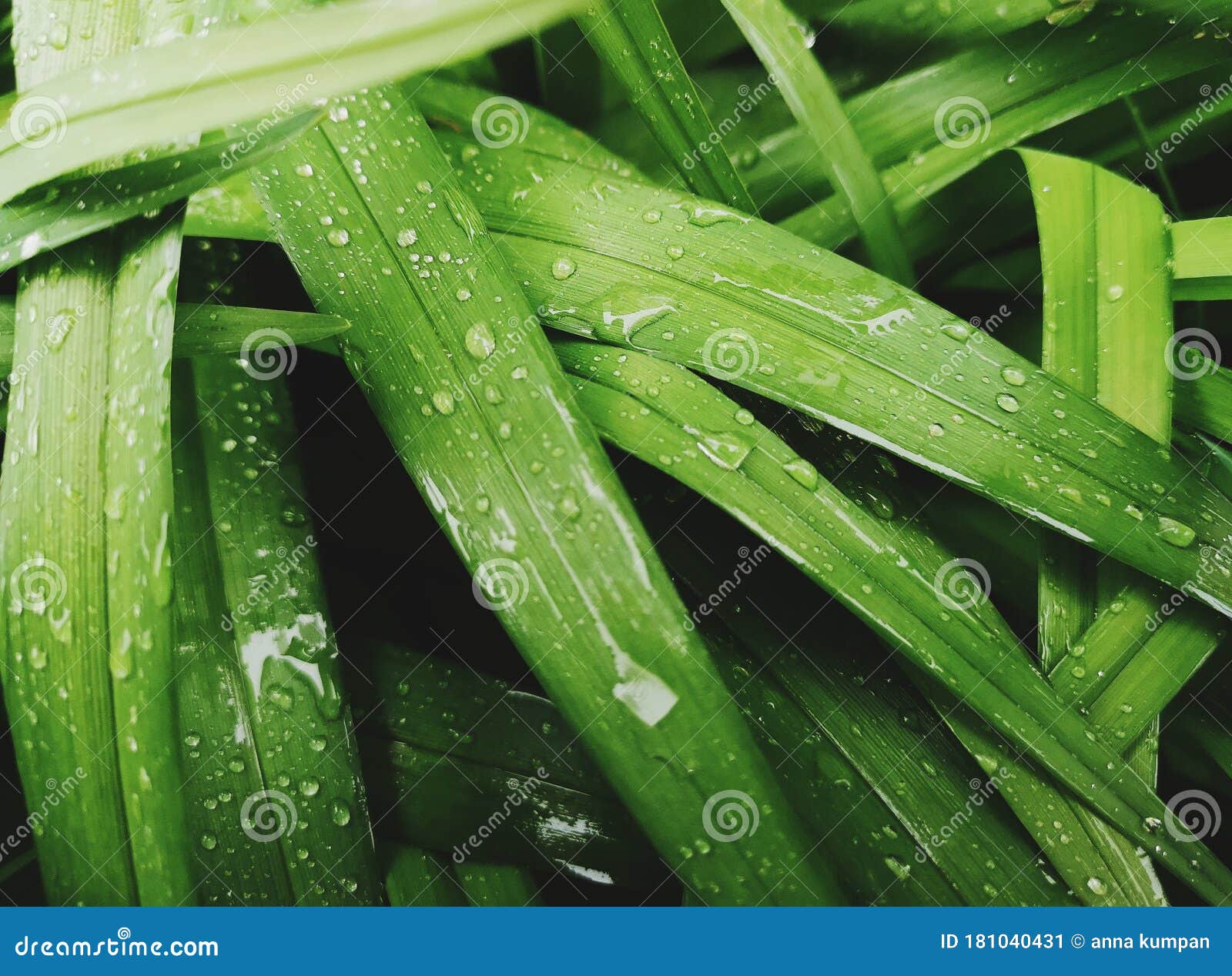 Rain Watet Photos - Free & Royalty-Free Stock Photos from Dreamstime
