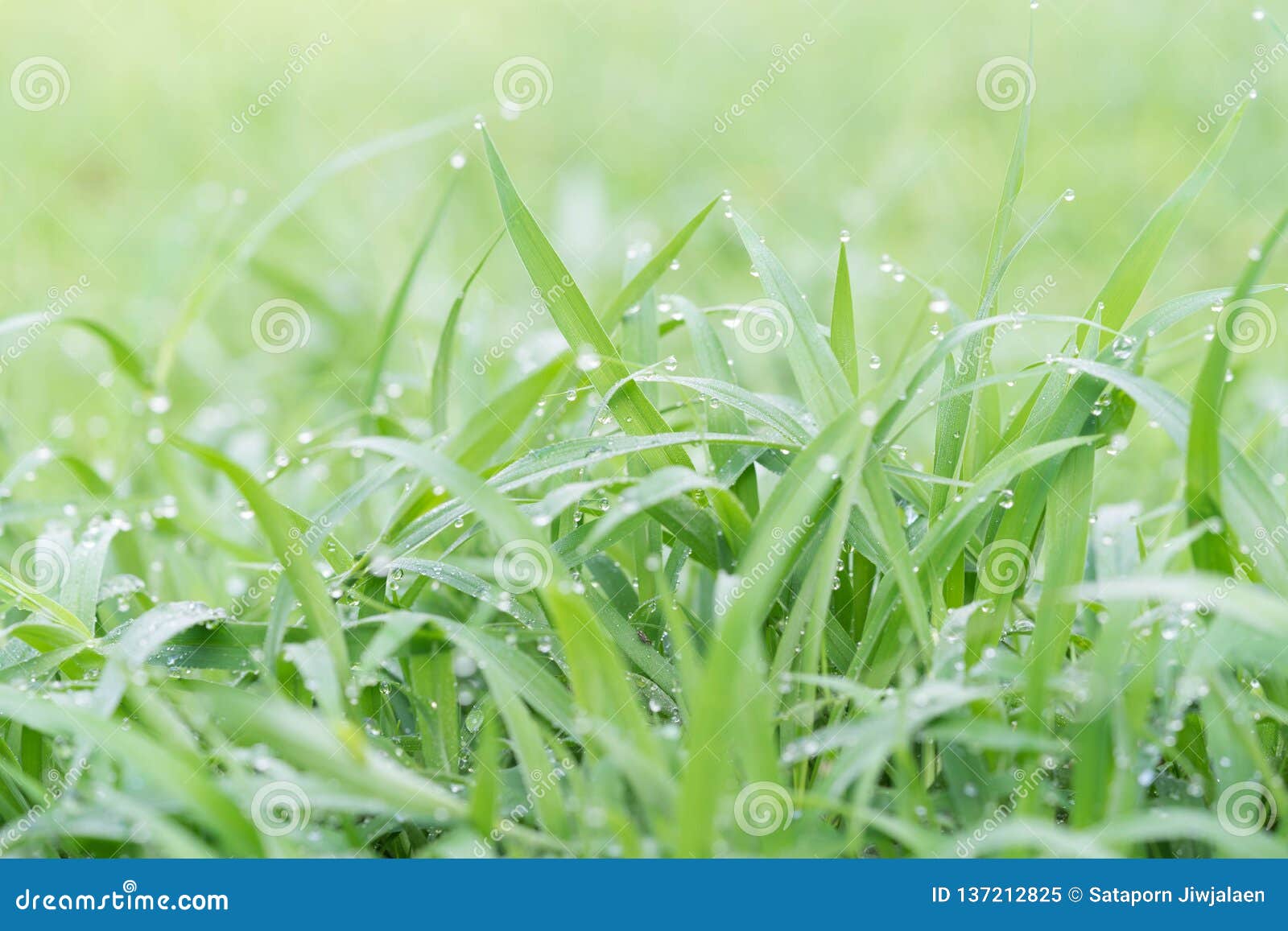 Grass after the rain stock image. Image of summer, liquid - 137212825