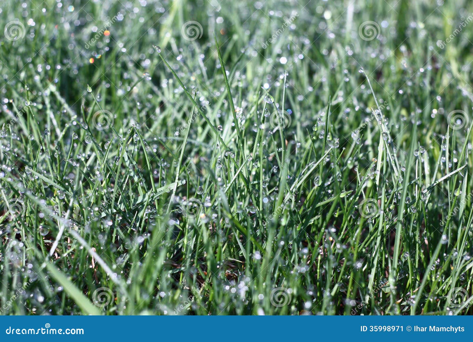 Grass after a rain. stock image. Image of background - 35998971