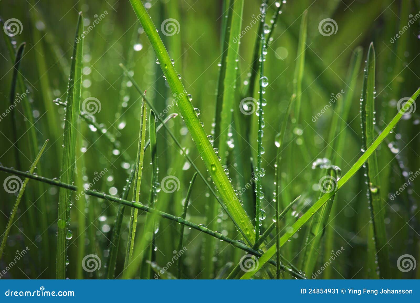 Grass with raindrops stock image. Image of green, drops - 24854931