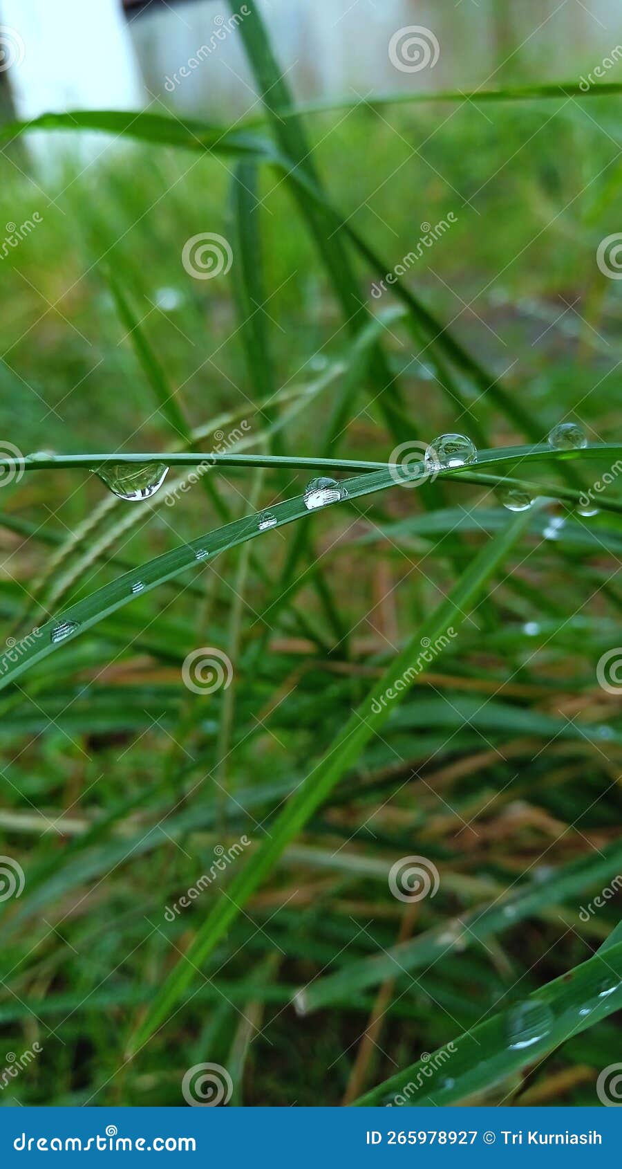 Grass and Raindrops on the Garden Stock Image - Image of leaf, drop ...