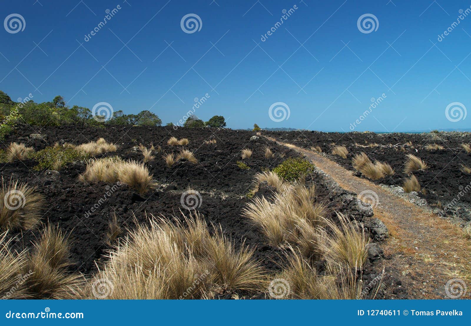 Grass on Rangitoto island stock image. Image of paradise - 12740611