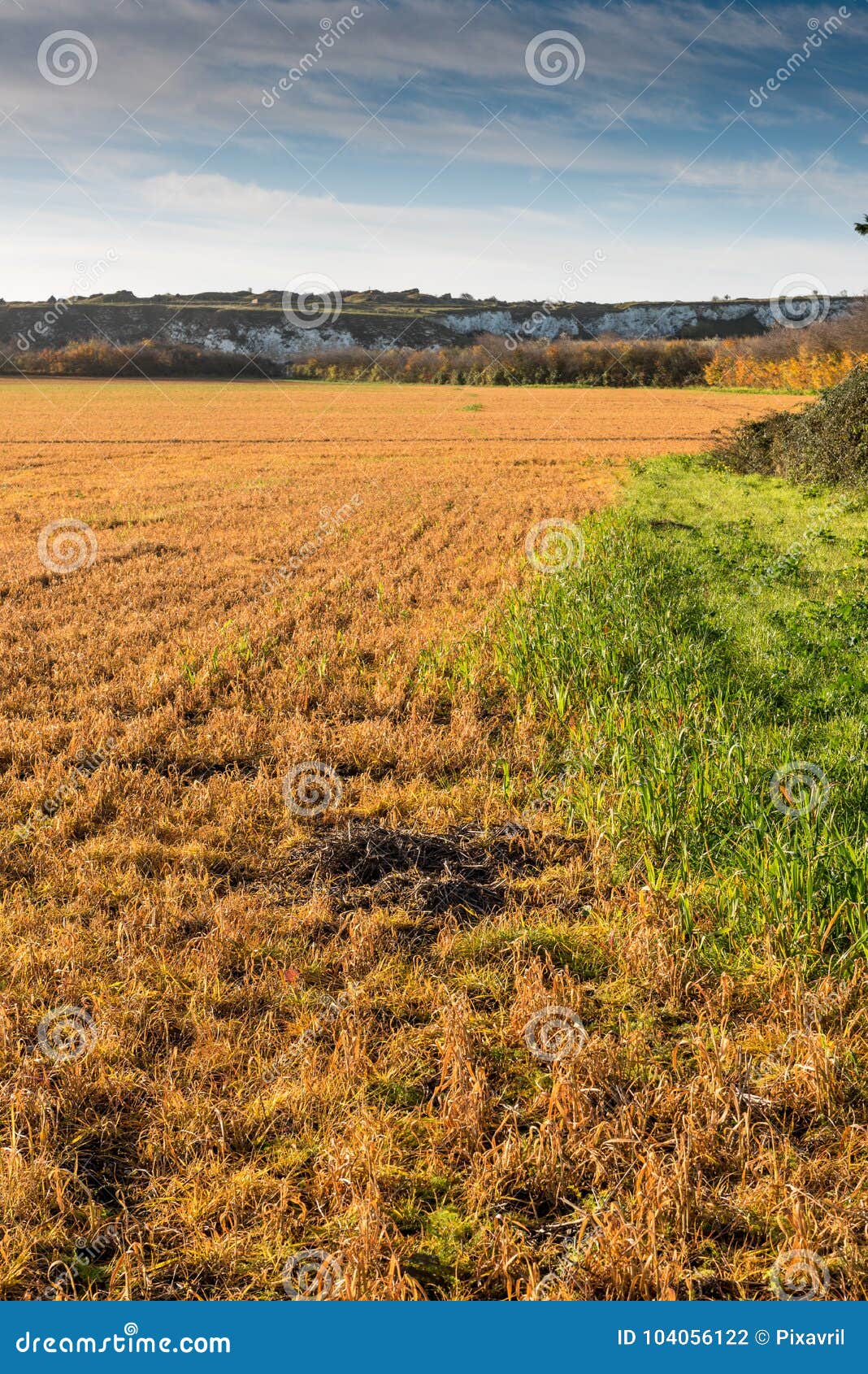 Grass Reddish Brown Died because of the Herbicide Stock Photo - Image ...