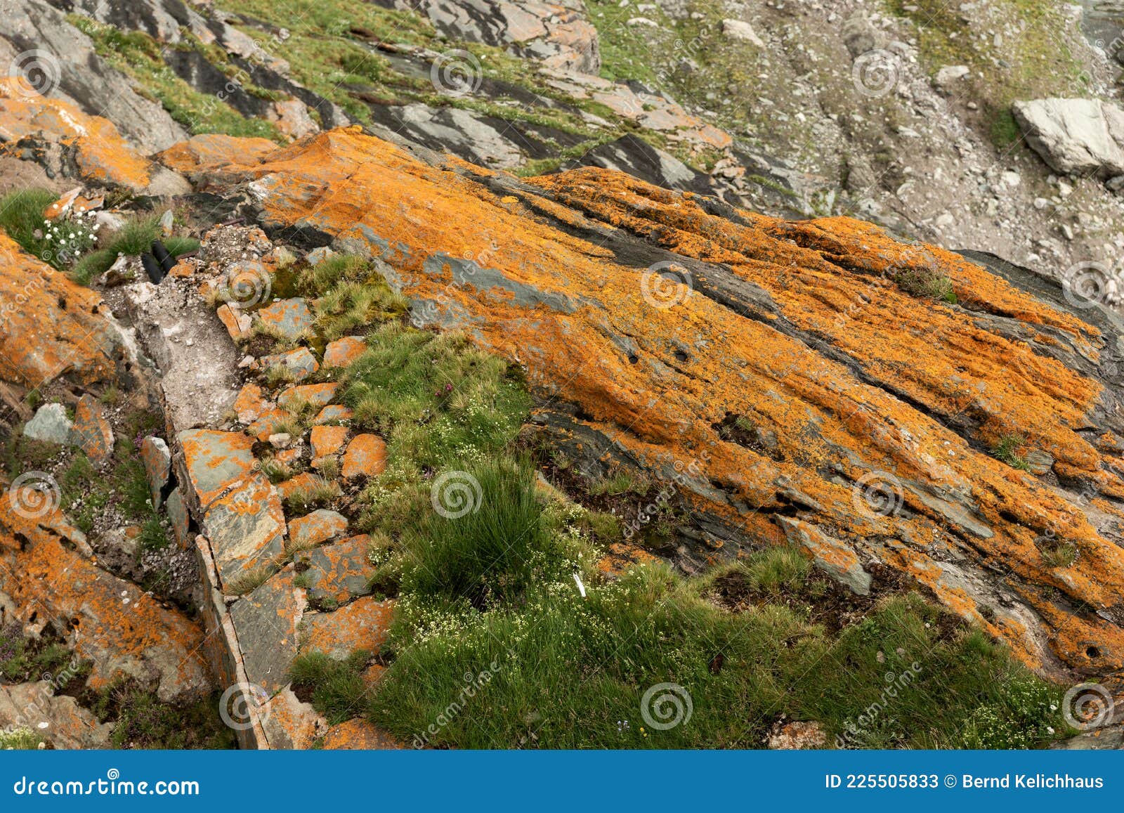 Grass between Reddish Rock in the Alps. Close Up Stock Image - Image of ...