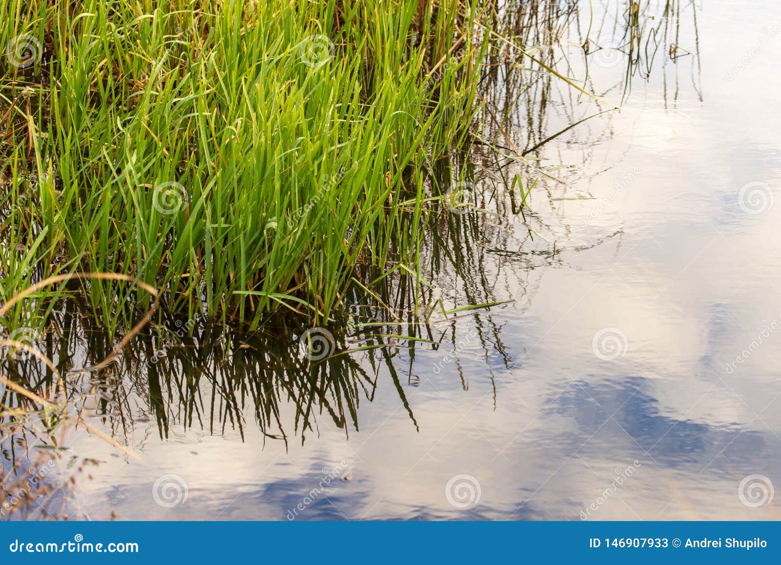 Grass and Reed with Reflection in the Pond Stock Image - Image of ...