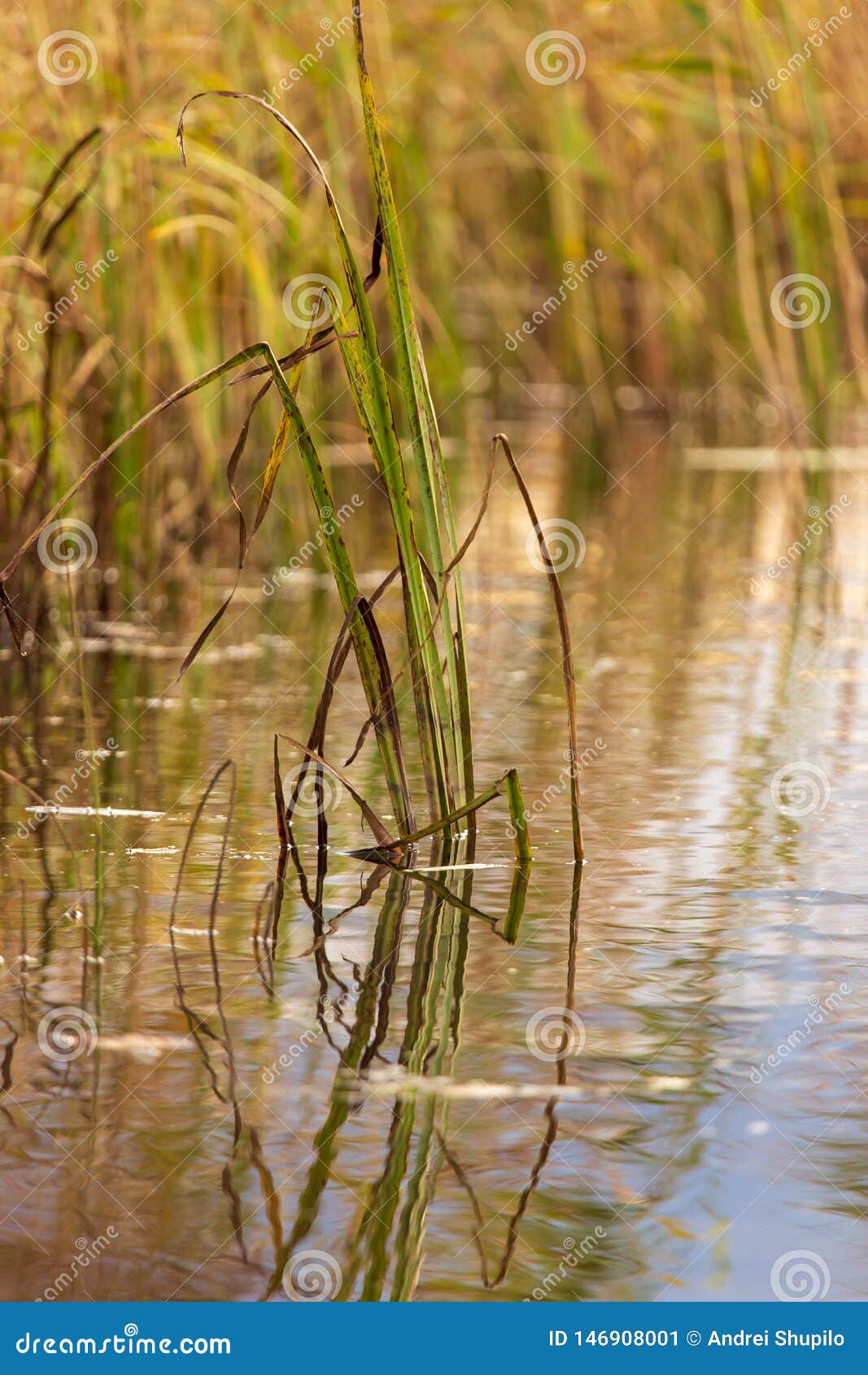 Grass and Reed with Reflection in the Pond Stock Image - Image of pond ...