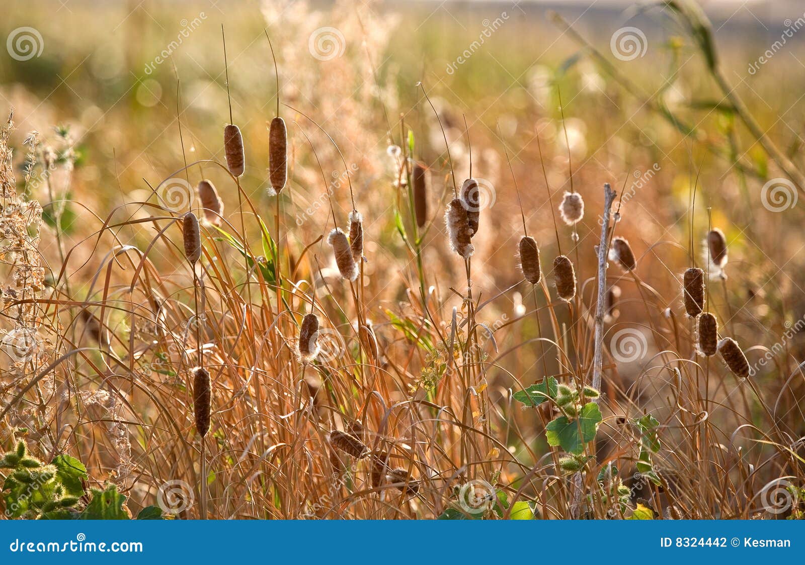 Grass and reeds at sunset stock photo. Image of grass - 8324442